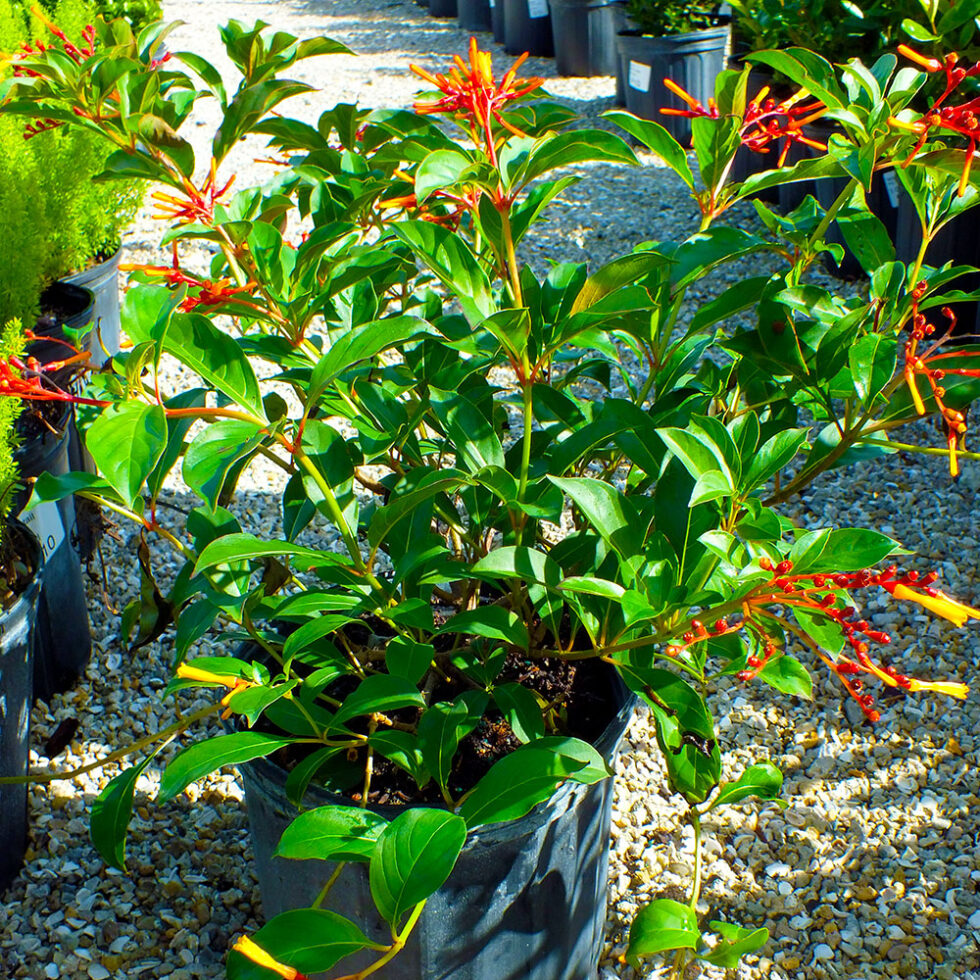 Flowering Plants - Beltran Nursery and Landscape