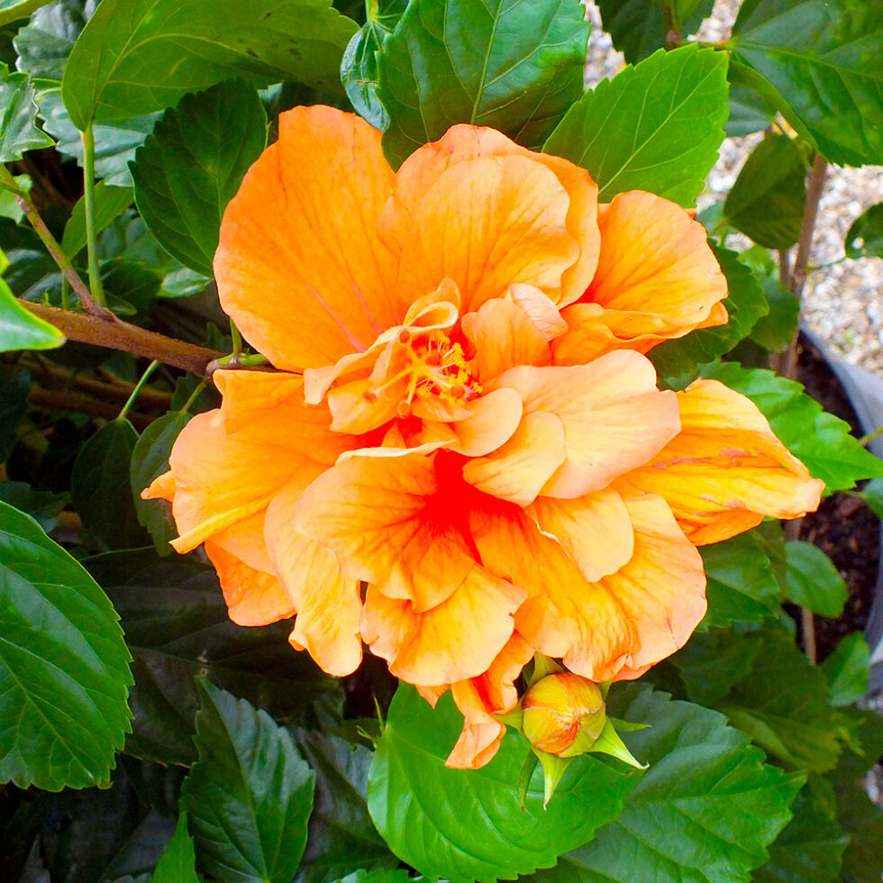 Flowering Plants - Beltran Nursery and Landscape