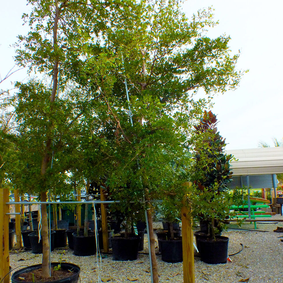 Shade Trees - Beltran Nursery and Landscape