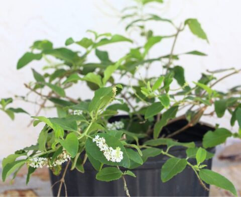 Sweet Almond Bush Care in Florida: Plant, Grow, and Maintain