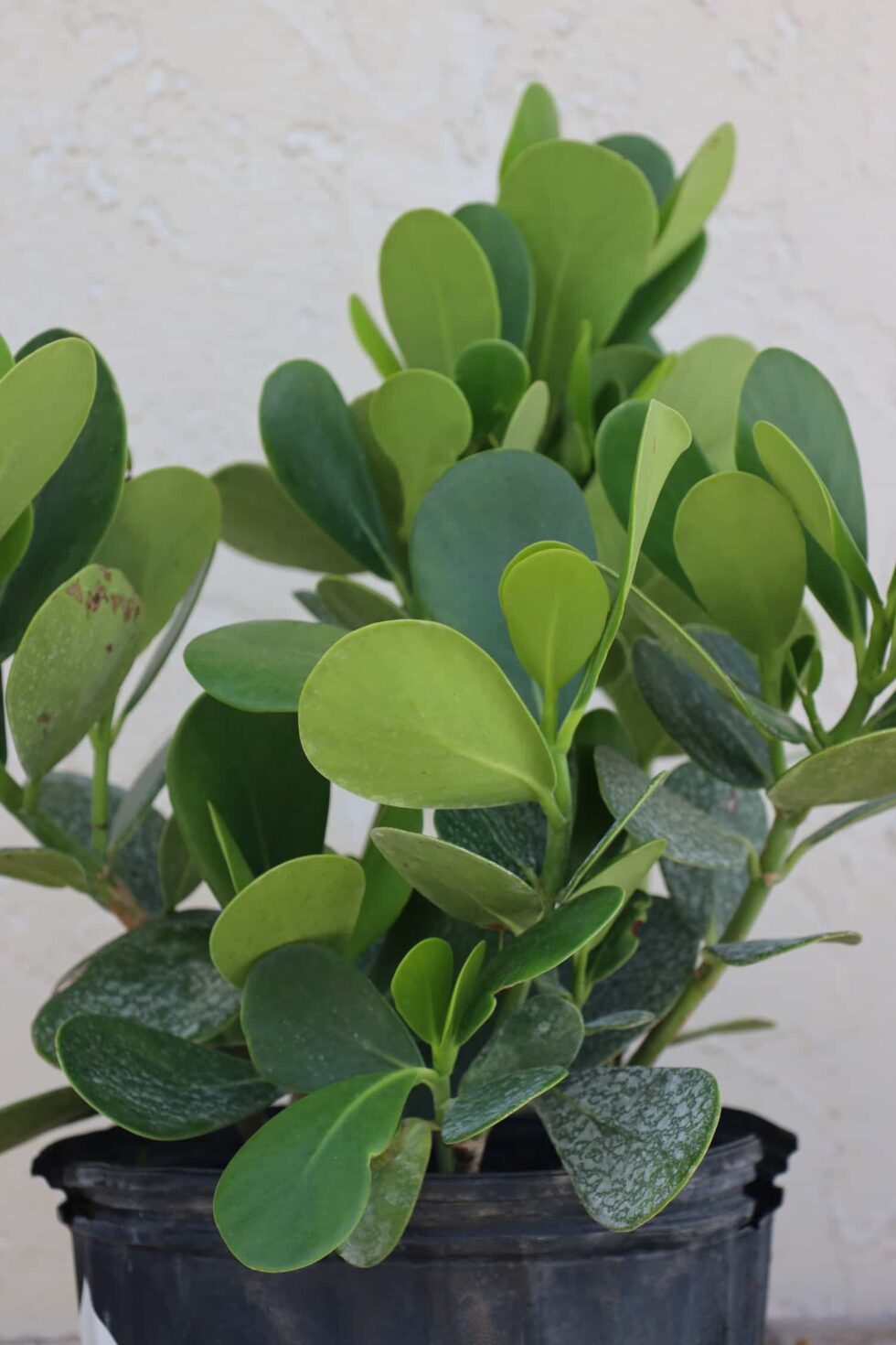 Clusia Hedge Care Guide in Florida